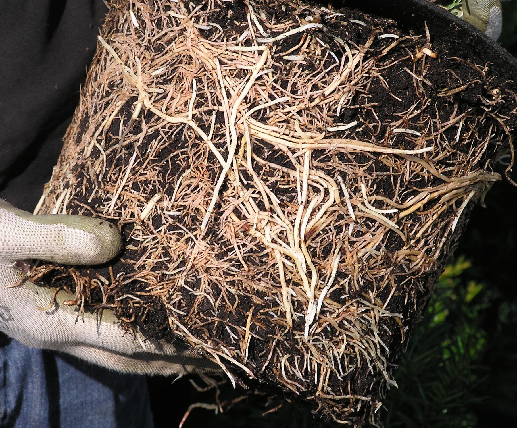 Wurzeln Der Thuja